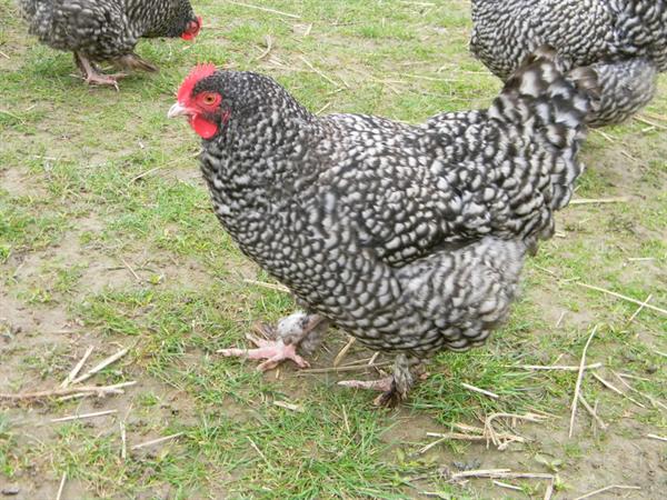 http://static.aanbodpagina.nl/img/600/jonge-legkippen-kip-hennen-hen ...